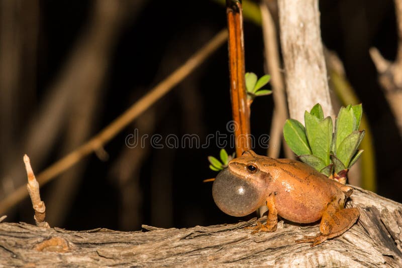 Northern Spring Peeper stock photo. Image of colorful - 69296338