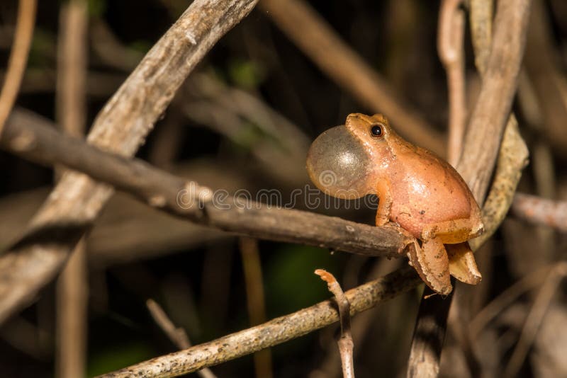 Northern Spring Peeper stock image. Image of beauty, adorable - 69296351