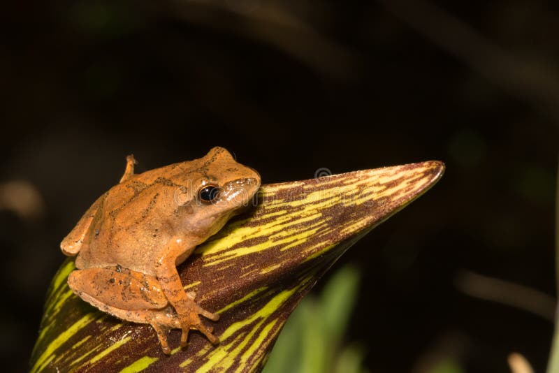 Northern Spring Peeper stock image. Image of amphibian - 69296421