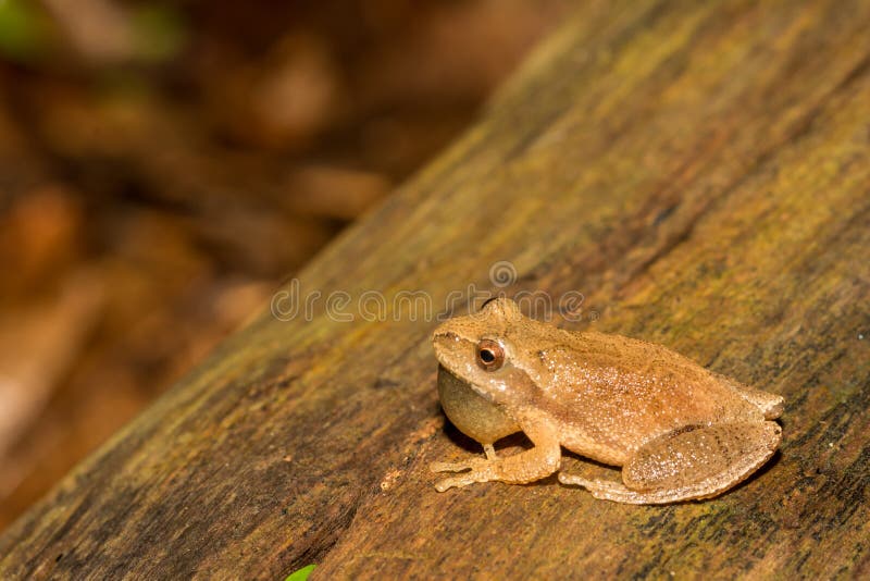 Northern Spring Peeper, Pseudacris Crucifer Stock Image - Image of ...
