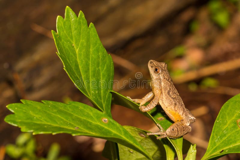Northern Spring Peeper, Pseudacris Crucifer Stock Photo - Image of ...