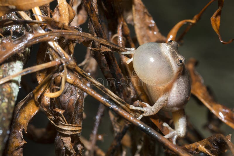 Northern Spring Peeper stock photo. Image of mates, frog - 71390576