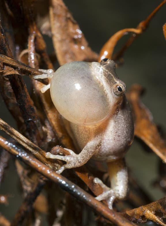 Northern Spring Peeper stock image. Image of hylidae - 71390627