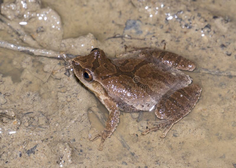 Northern Spring Peeper stock photo. Image of northern - 71390566