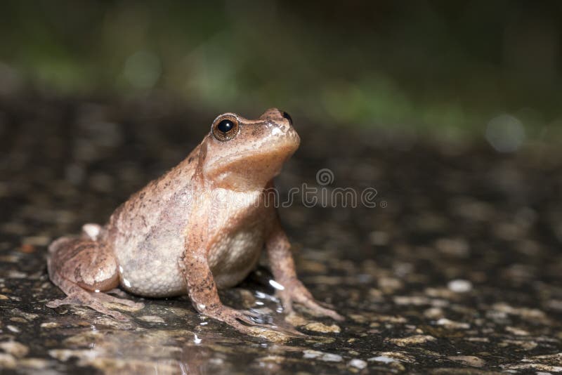 Northern Spring Peeper stock image. Image of ranidae - 71390565