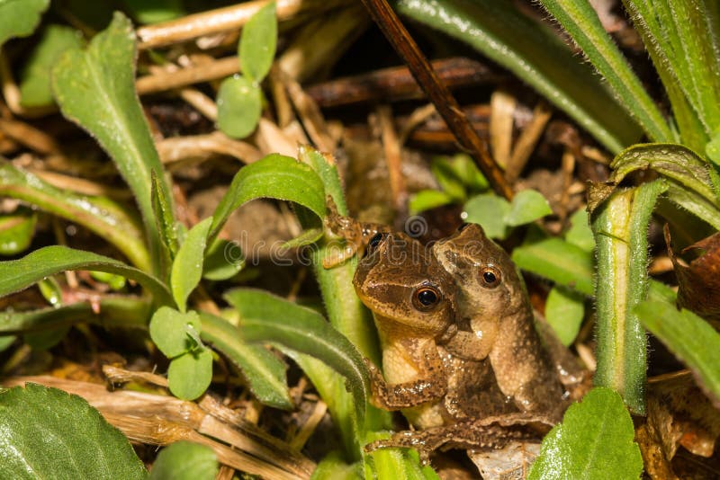 Northern Spring Peepers, Pseudacris Crucifer Stock Image - Image of ...