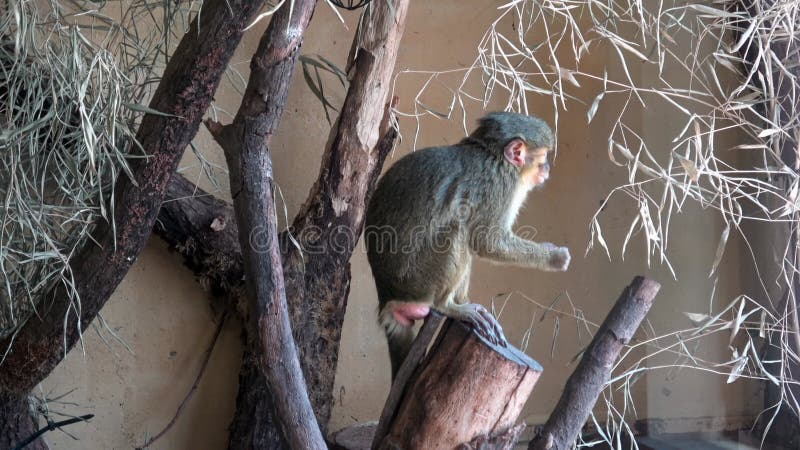 Gabon Talapoin or Northern Talapoin, African Monkey - Miopithecus ...