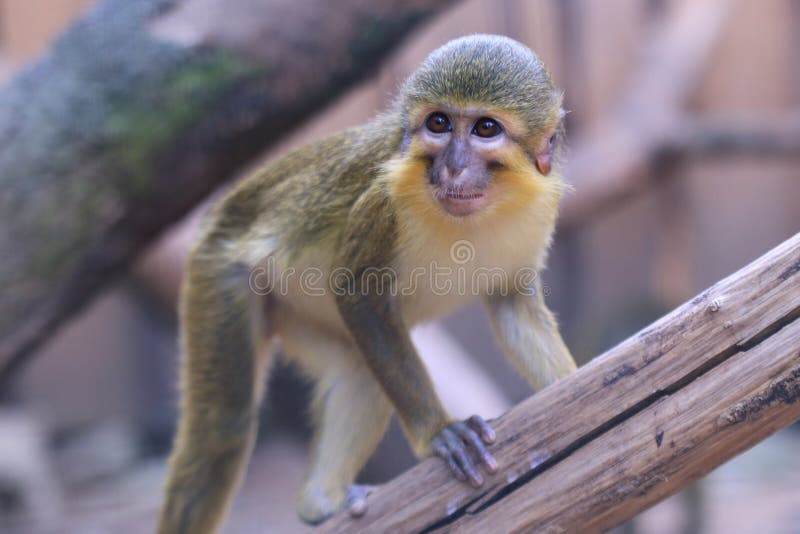 Gabon talapoin stock photo. Image of northern, miopithecus - 25365552