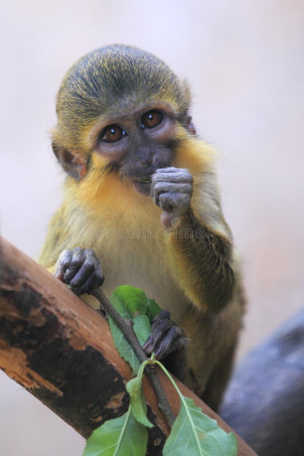 Two Talapoins stock image. Image of miopithecus, primate - 43277265