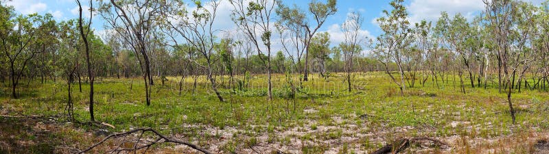 Northern Territory Bush Panorama Stock Photo - Image of darwin ...