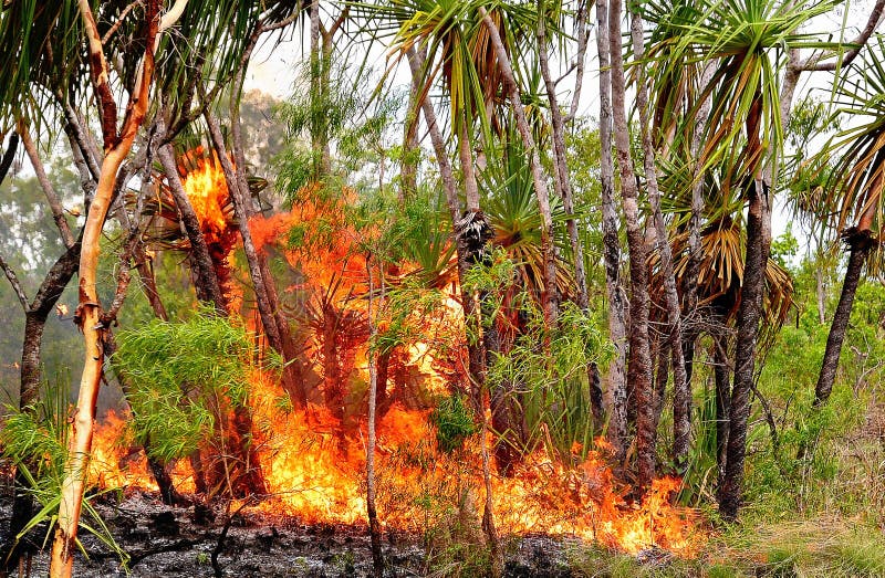 Northern Territory Bushfire Stock Photo - Image of fires, natural: 87674036