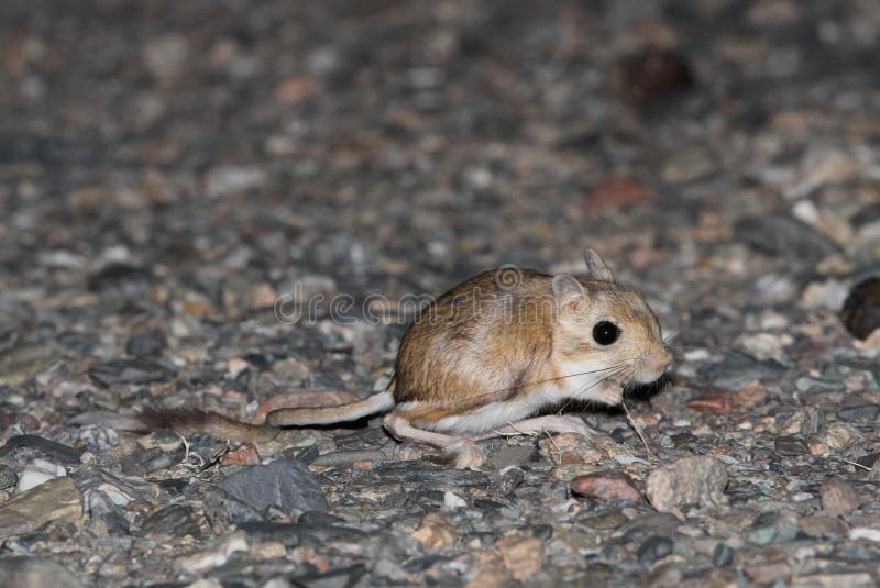 Northern Three-toed Jerboa, Dipus Sagitta Stock Image - Image of jerboa ...