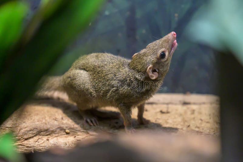 Tree Shrew stock photo. Image of wildlife, isolated, wild - 38049638