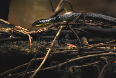 Northern Tree Snake stock vector. Illustration of cape - 9900014