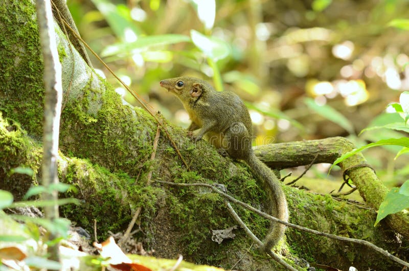 Common treeshrew stock image. Image of closeup, cute - 37590491