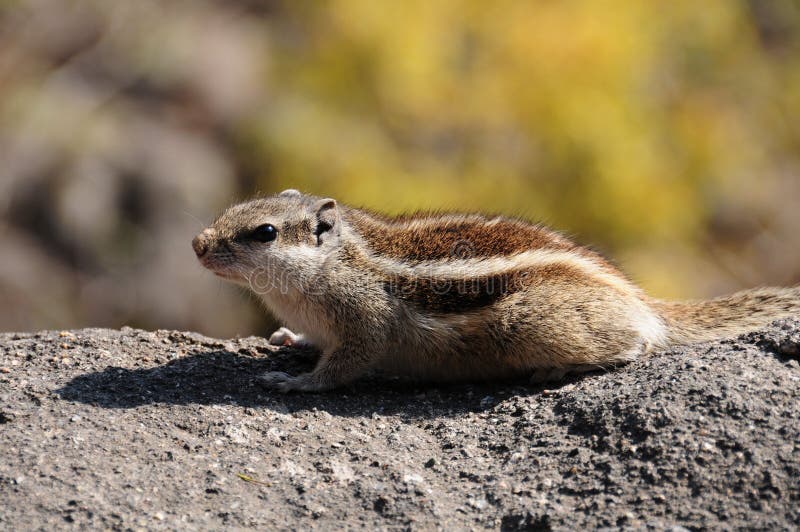 A Northern Treeshrew stock photo. Image of asia, caves - 24405992