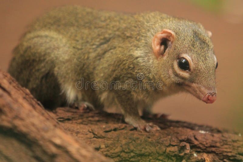 Northern treeshrew stock image. Image of tupaia, treeshrew - 27726573