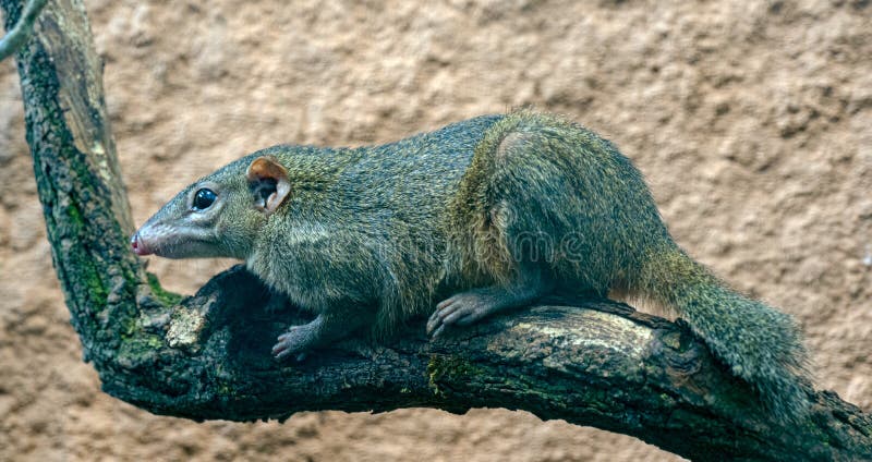 Northern Treeshrew Tupaia in the Forest on a Branch Stock Photo - Image ...