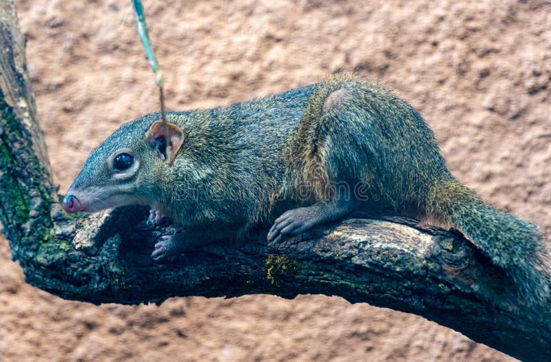 Northern Treeshrew Tupaia in the Forest on a Branch Stock Photo - Image ...