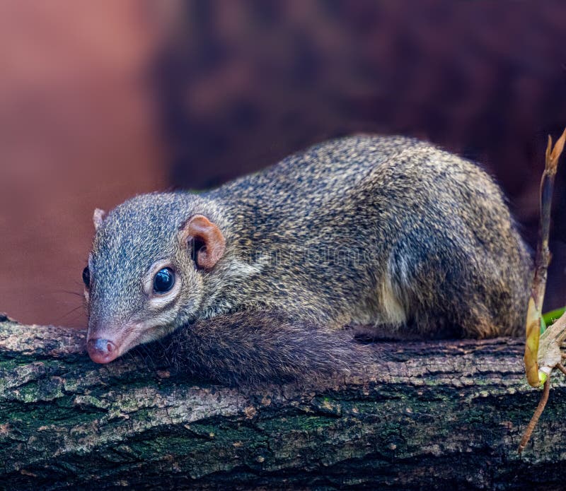 Northern Treeshrew Tupaia in the Forest on a Branch Stock Image - Image ...
