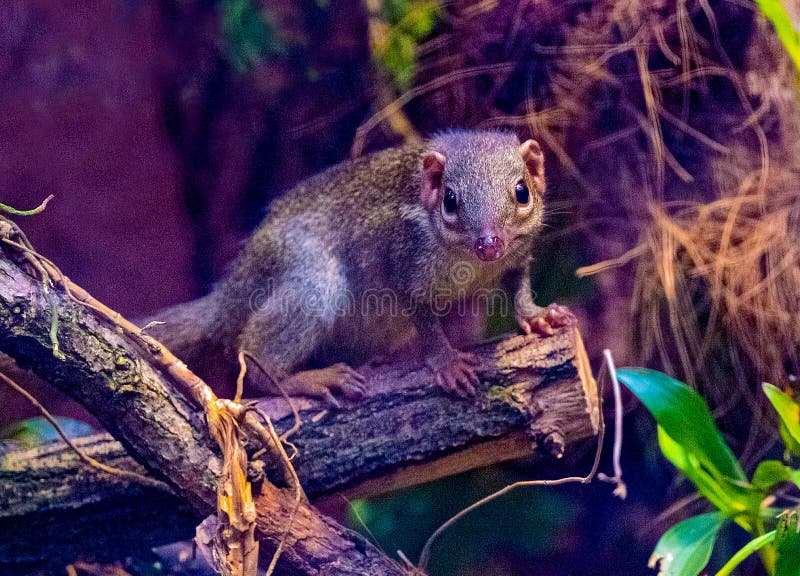 Northern Treeshrew Tupaia in the Forest on a Branch Stock Image - Image ...