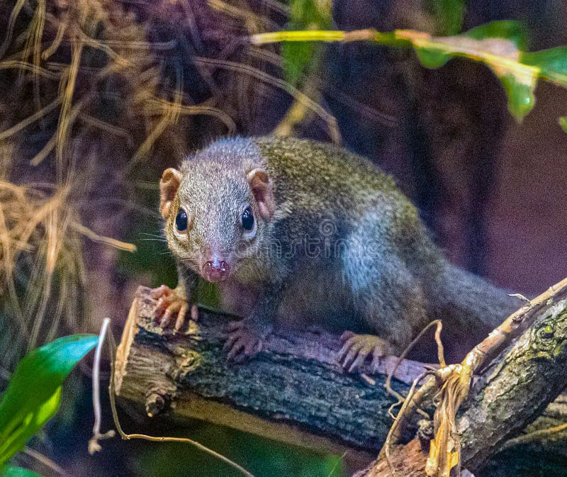 Northern Treeshrew Tupaia in the Forest on a Branch Stock Photo - Image ...