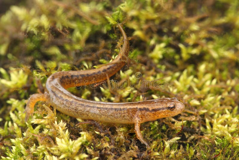 Southern Two-lined Salamander Stock Image - Image of fauna, environment ...