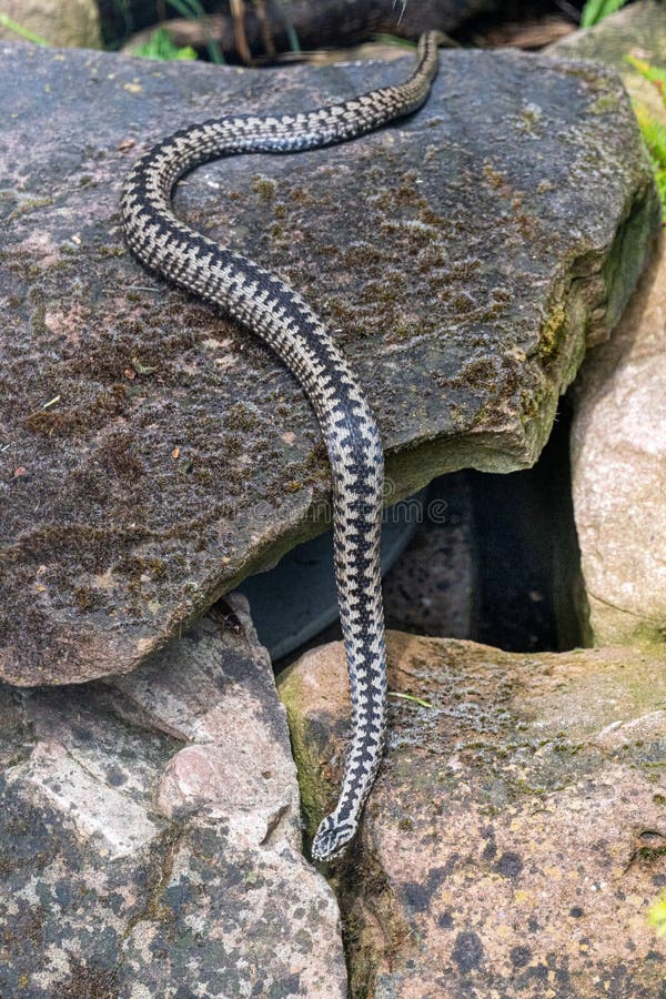 The Northern Viper Ore Common Adder Stock Image - Image of closeup ...