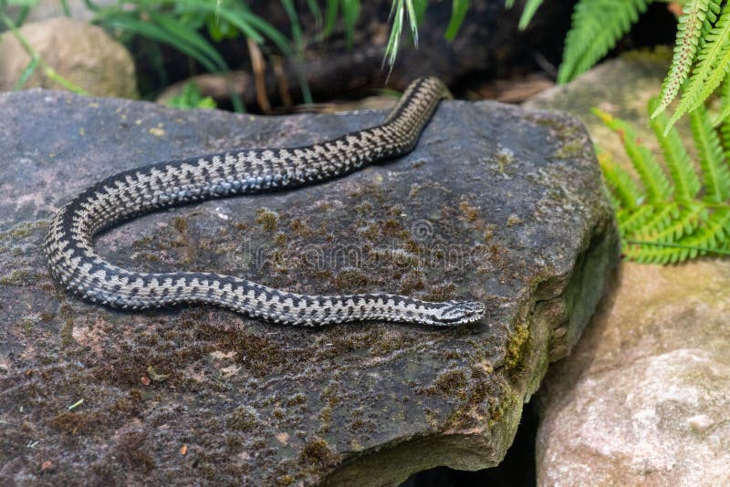 The Northern Viper Ore Common Adder Stock Photo - Image of kreutzotter ...
