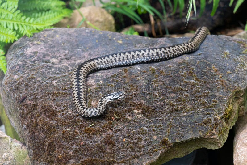 The Northern Viper Ore Common Adder Stock Photo - Image of animal ...