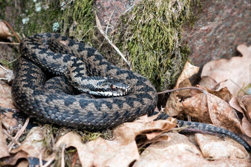 Northern Viper stock image. Image of english, hibernation - 89606555