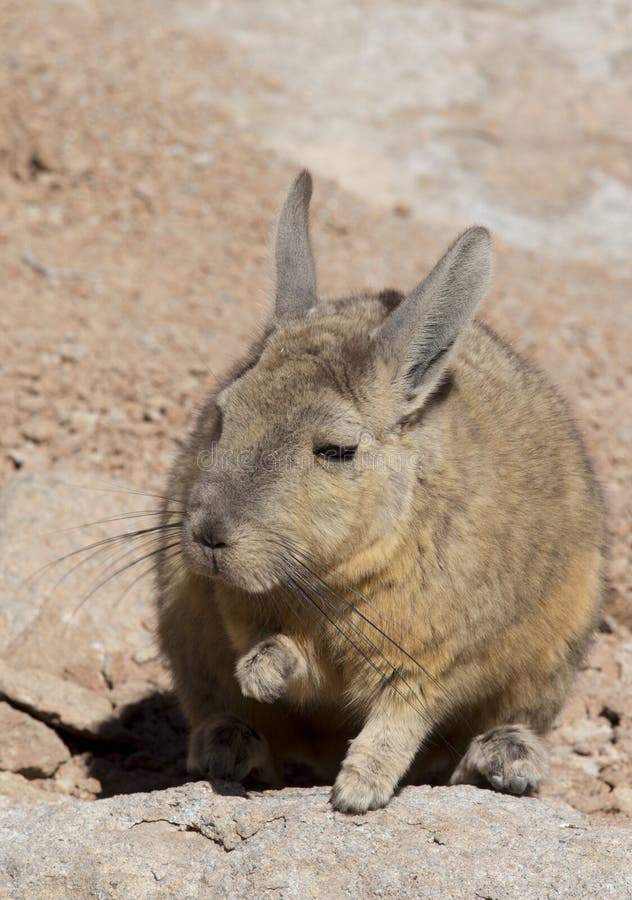 The Northern Viscacha, Lagidium Peruanum Stock Image - Image of ...