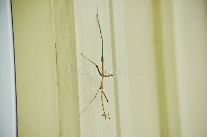Northern Walkingstick Insect Stock Image - Image of body, northern ...