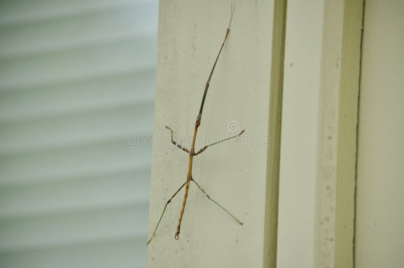 Northern Walkingstick Insect Stock Image - Image of animal, large ...