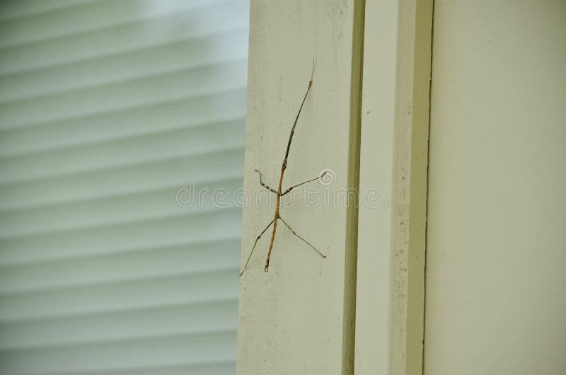 Northern Walkingstick Insect Stock Image - Image of invertebrate ...