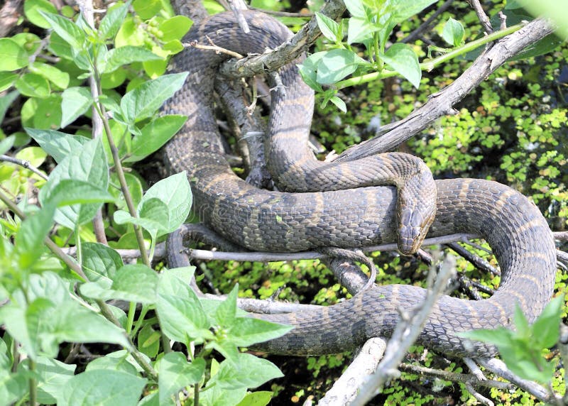Northern Water Snake stock photo. Image of swamp, snake - 14828006