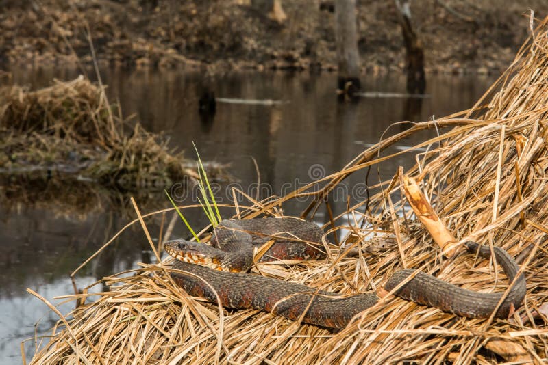 Northern Water Snake stock photo. Image of ecology, natural - 69296058