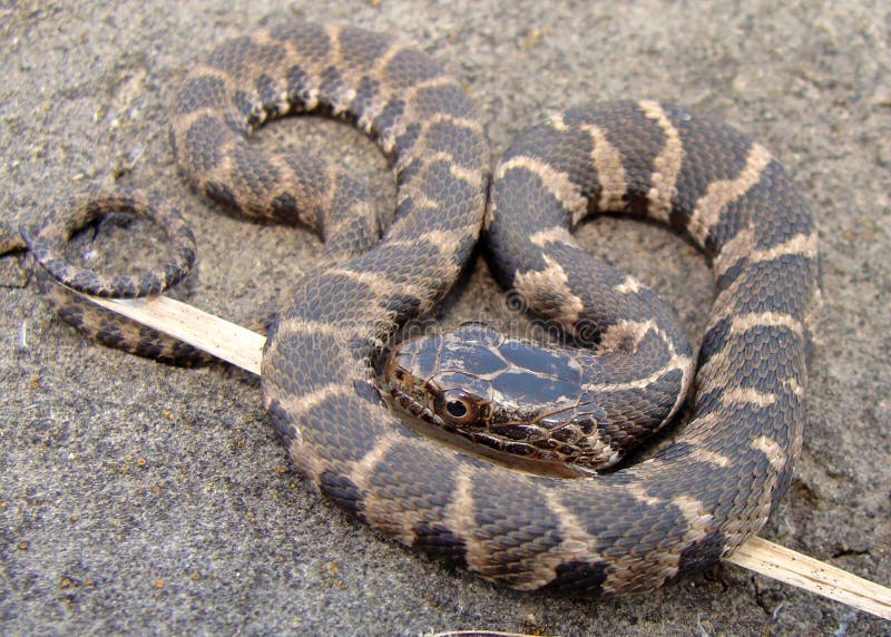 Northern Water Snake, Nerodia Sipedon Stock Image - Image of reptile ...