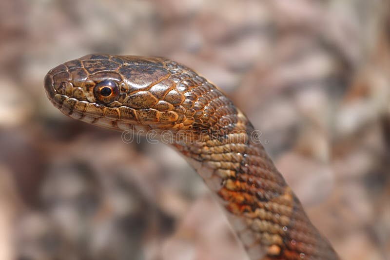 Northern Water Snake (nerodia Sipedon) Stock Image - Image of slither ...