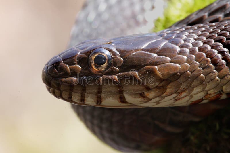 Northern Water Snake (nerodia Sipedon) Stock Photo - Image of coiled ...