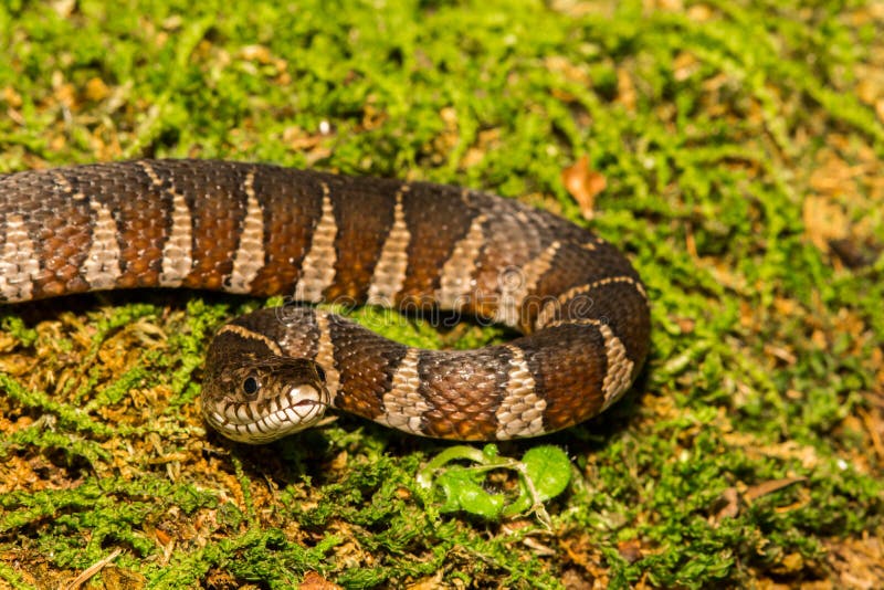 Northern Water Snake stock photo. Image of moss, keeled - 58668004