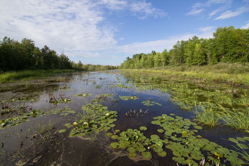 Northern wetlands stock image. Image of pads, pond, protect - 27144649
