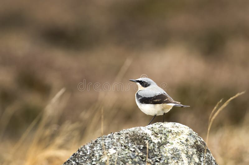 Northern Wheatear stock photo. Image of ornithology, scotland - 12786262