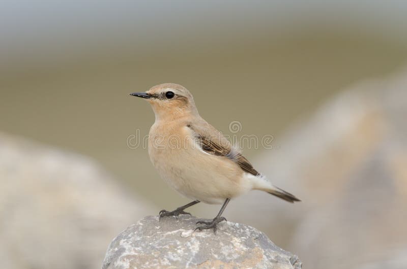 Northern wheatear stock photo. Image of saxicolinae, wheatear - 25103604