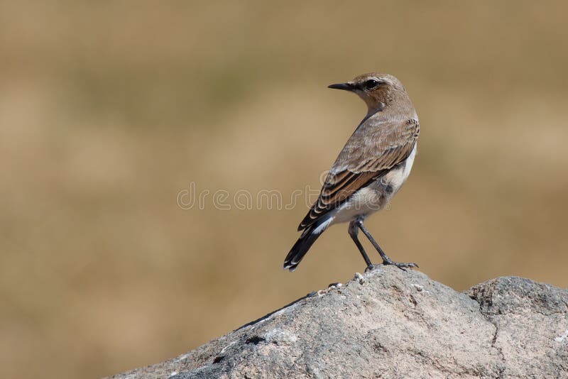 Wheatear stock photo. Image of beautiful, details, coast - 99642990
