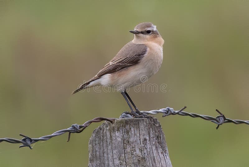 Wheateater Stock Photos - Free & Royalty-Free Stock Photos from Dreamstime