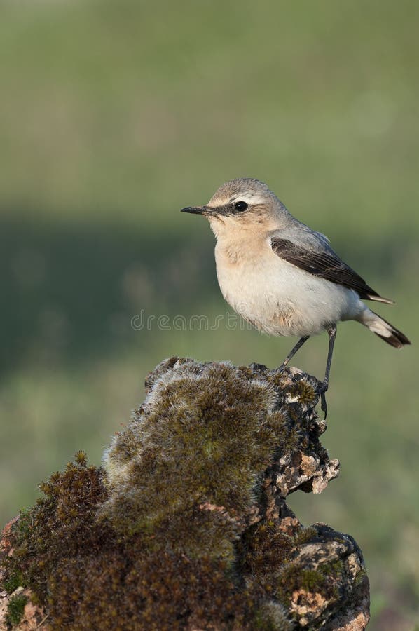 Northern Wheatear - Oenanthe Oenanthe Female Stock Photo - Image of ...