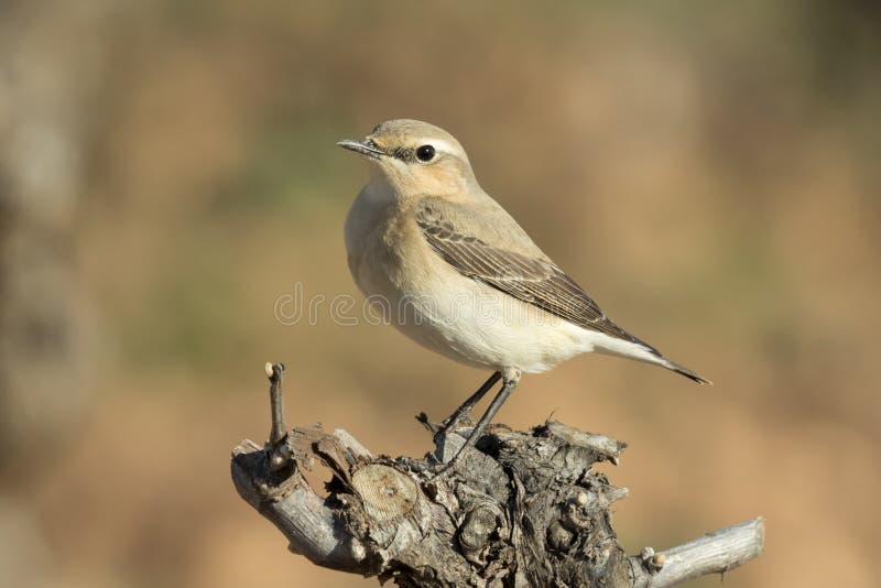 Northern Wheatear stock photo. Image of wheatear, bird - 53749284