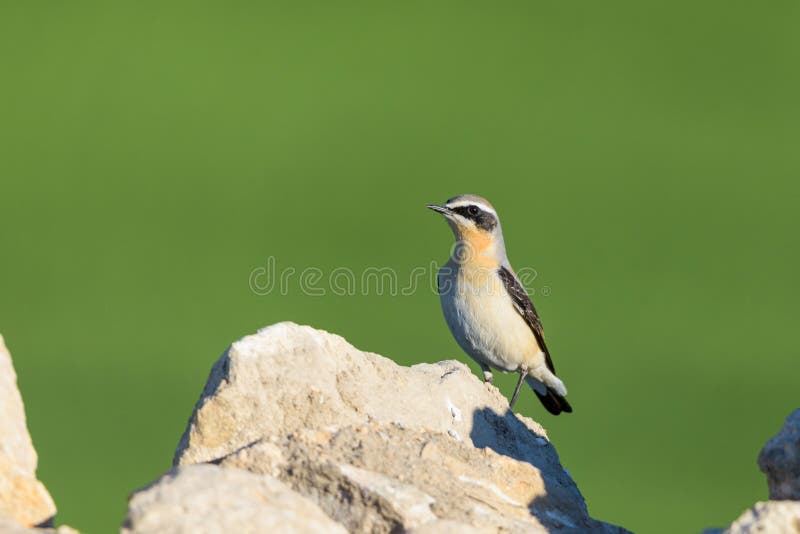 Northern Wheatear Oenanthe Oenanthe in Profile on Rock Stock Photo ...
