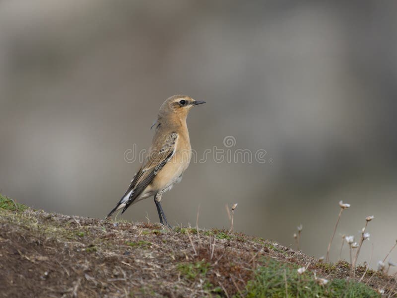 Northern Wheatear, Oenanthe Oenanthe Stock Photo - Image of wheatear ...